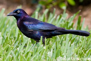 Grackles - Are you getting them right? - eBird