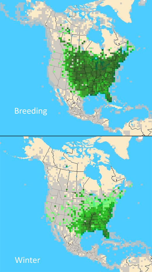 Grackles - Are you getting them right? - eBird