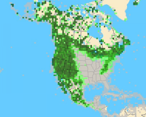 Identification Pitfalls--Crows and Ravens - eBird