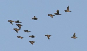 Bird Counting 101 - eBird