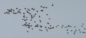 Bird Counting 101 - eBird