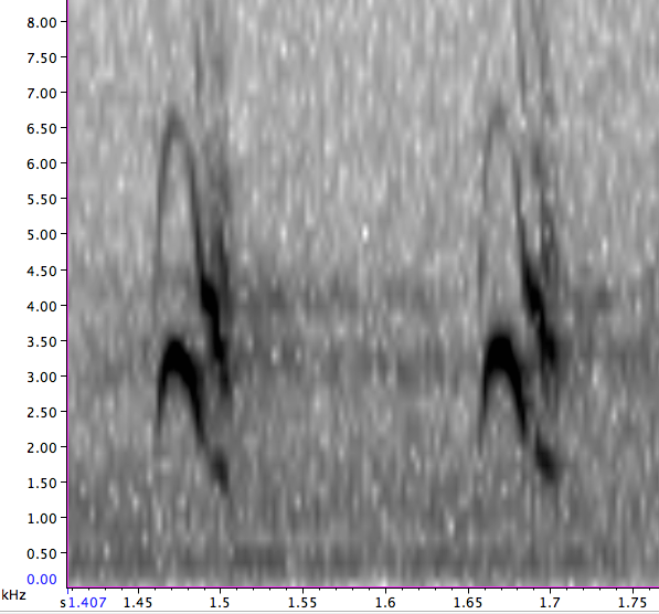 Crossbills of North America: Species and Red Crossbill Call Types - eBird