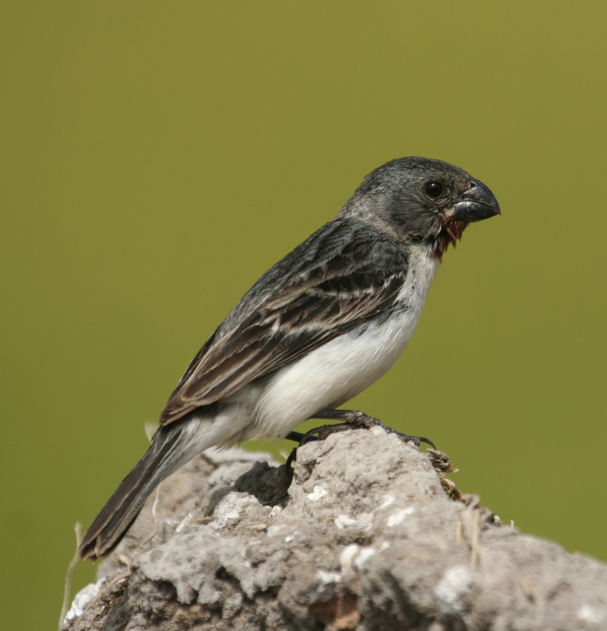 eBirders head to Peru for Birding Rally Challenge - eBird