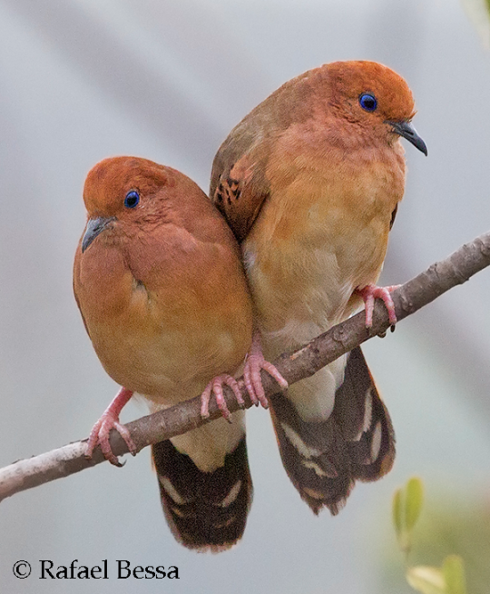 Blue-eyed Ground-Dove rediscovered in Brazil - eBird
