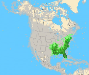 Identification Pitfalls--Crows and Ravens - eBird