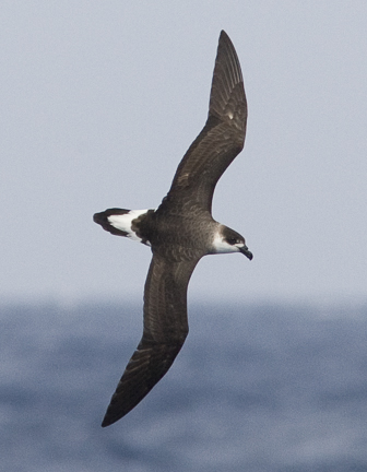 Pelagic birding in eBird - eBird