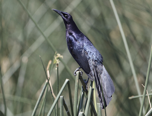 Grackles - Are you getting them right? - eBird