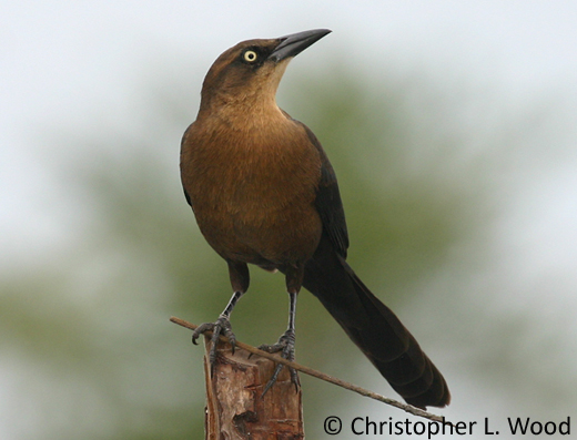 Grackles - Are you getting them right? - eBird
