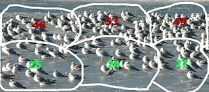 Bird Counting 101 - eBird