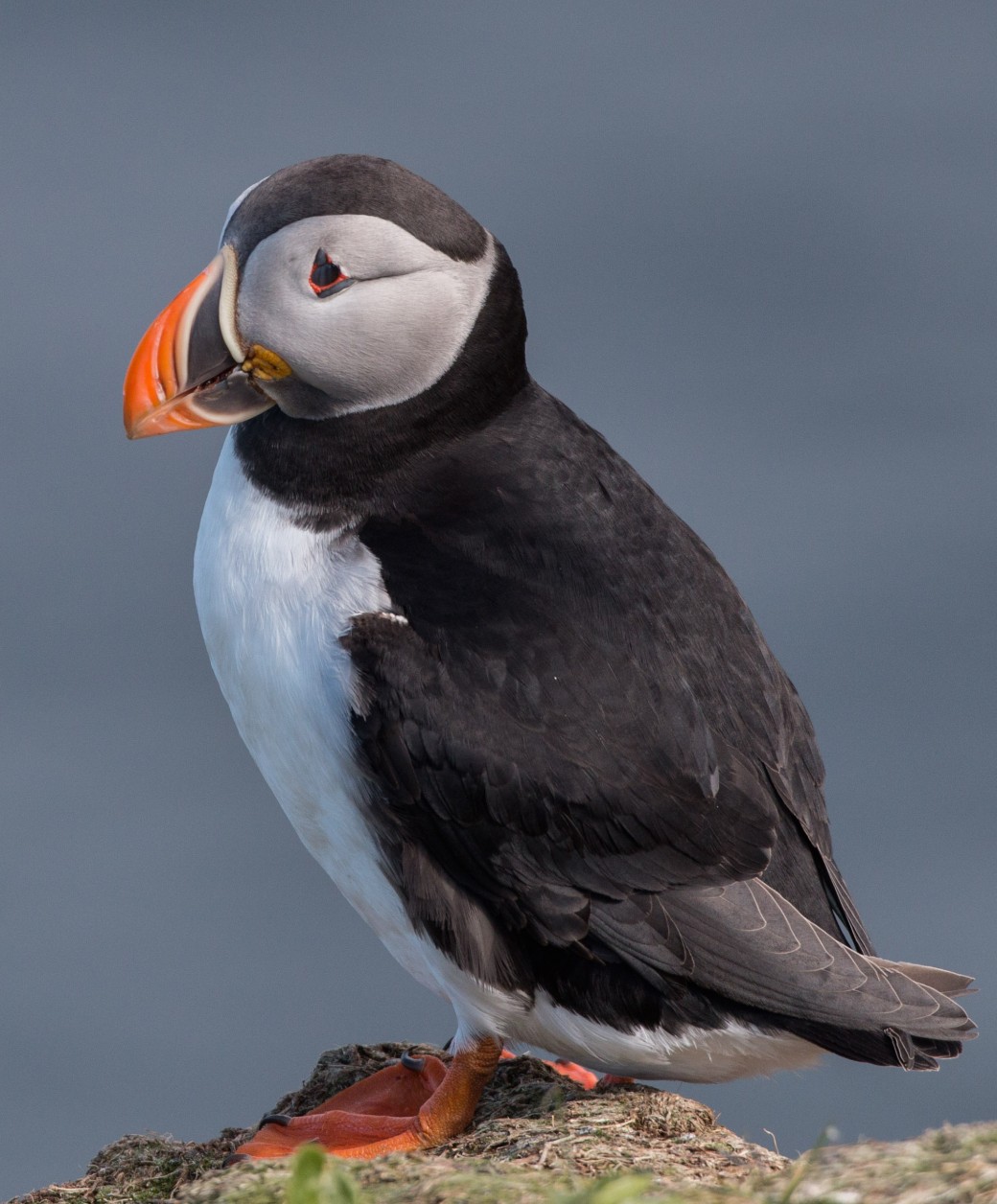 eBird joins forces with the Macaulay Library—Media Upload Coming Soon ...