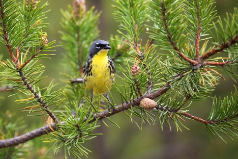 Kirtland's Warbler Migration Blitz 2017 - eBird Science