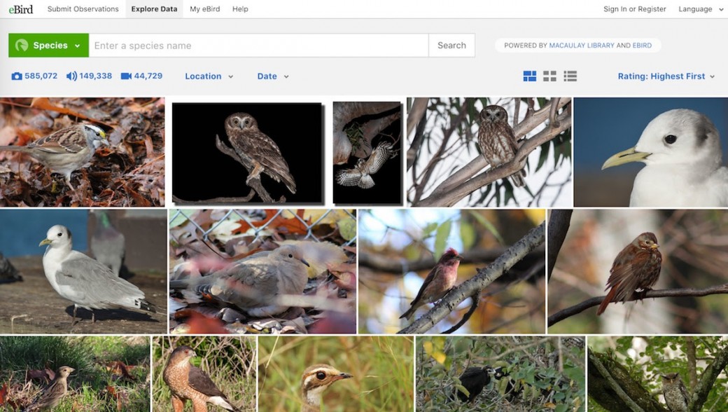 Introducción a la herramienta de búsqueda multimedia de eBird/Macaulay ...