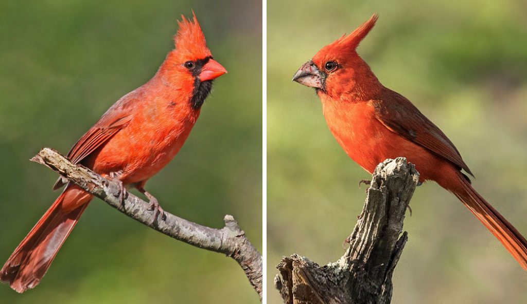 Global Big Day—5 May 2018 - eBird