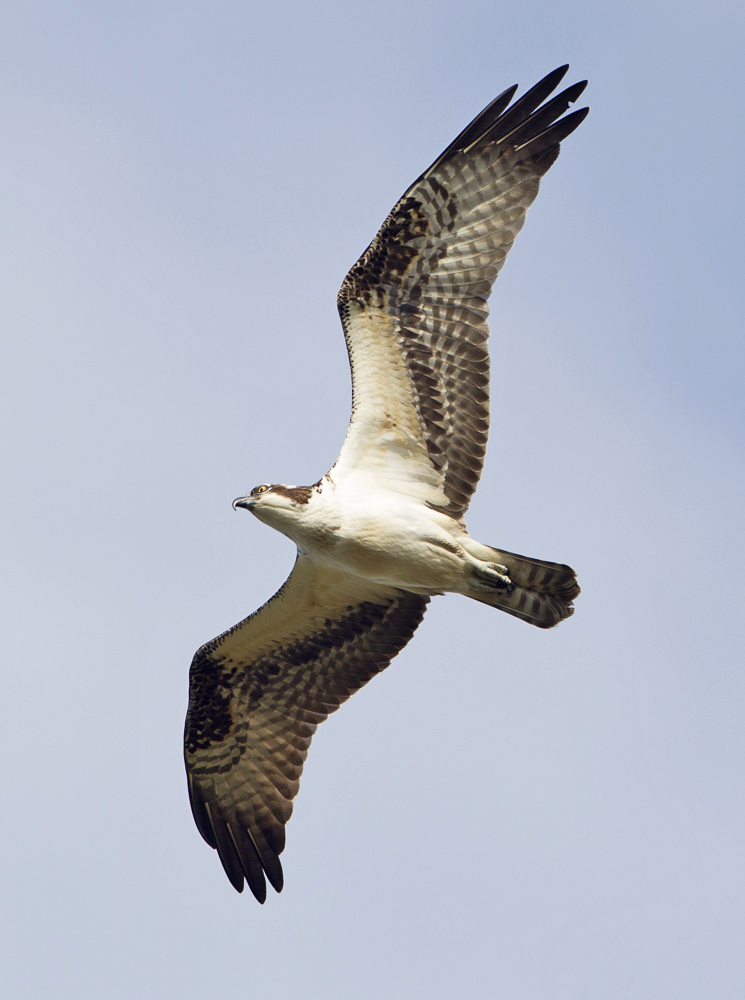 BirdCast Regional Migration Forecast, 27 March–3 April - eBird