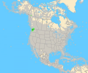 Identification Pitfalls--Crows and Ravens - eBird