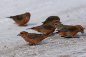 Crossbills of North America: Species and Red Crossbill Call Types - eBird