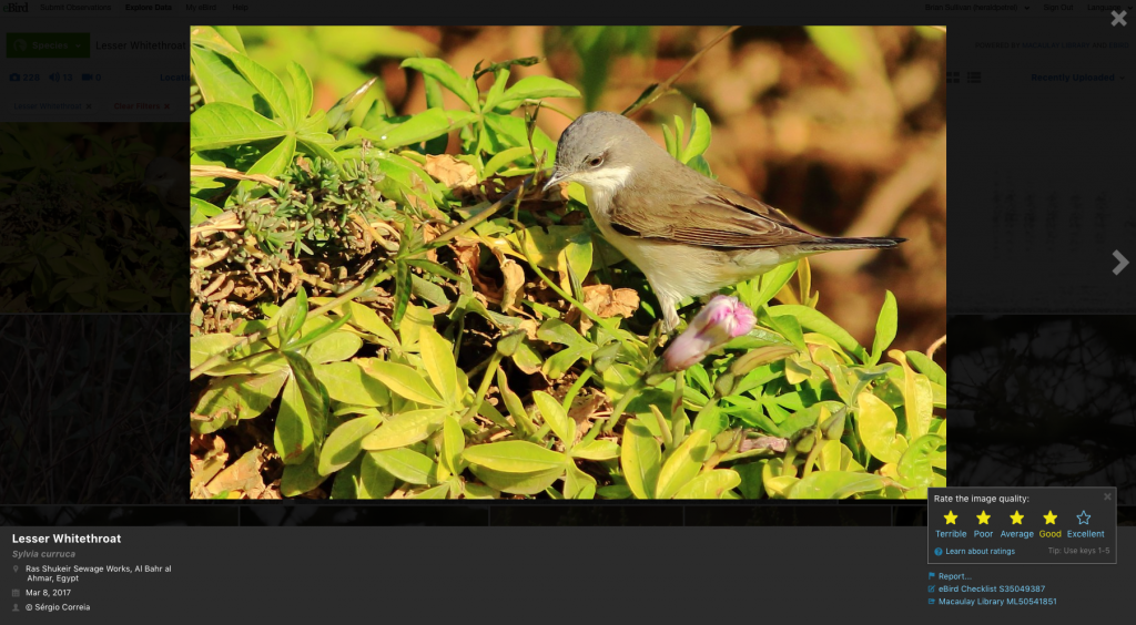 Introducing community rating for photos and sounds! - eBird