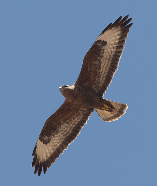 April eBirder of the Month Challenge - eBird