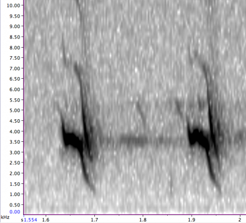 Crossbills of North America: Species and Red Crossbill Call Types - eBird