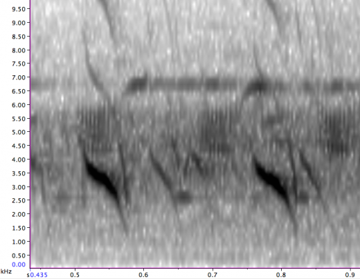 Crossbills of North America: Species and Red Crossbill Call Types - eBird