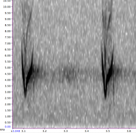 Crossbills of North America: Species and Red Crossbill Call Types - eBird