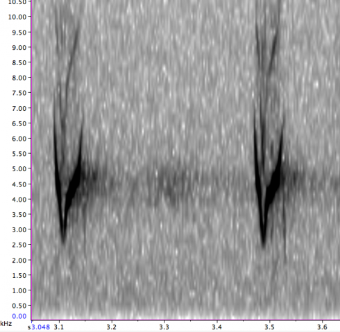 Crossbills of North America: Species and Red Crossbill Call Types - eBird