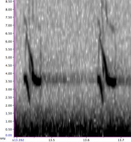 Crossbills of North America: Species and Red Crossbill Call Types - eBird