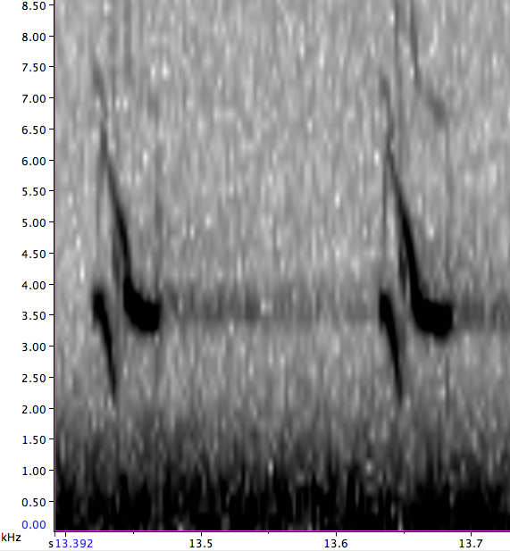 Crossbills of North America: Species and Red Crossbill Call Types - eBird