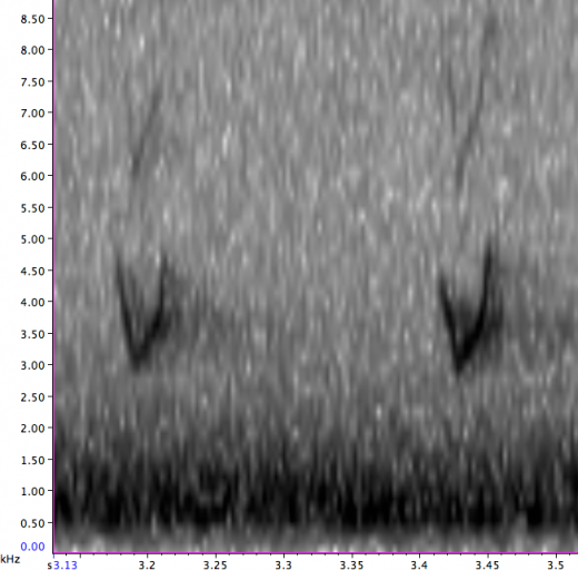 Crossbills of North America: Species and Red Crossbill Call Types - eBird