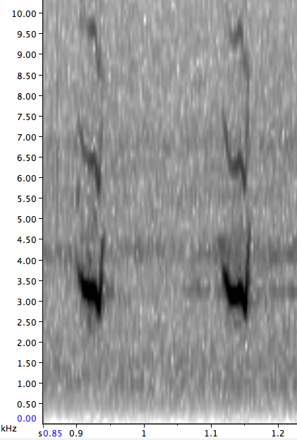 Crossbills of North America: Species and Red Crossbill Call Types - eBird