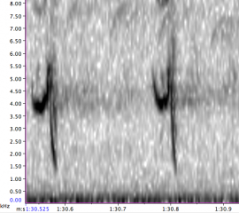 Crossbills of North America: Species and Red Crossbill Call Types - eBird