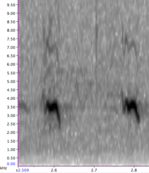 Crossbills of North America: Species and Red Crossbill Call Types - eBird