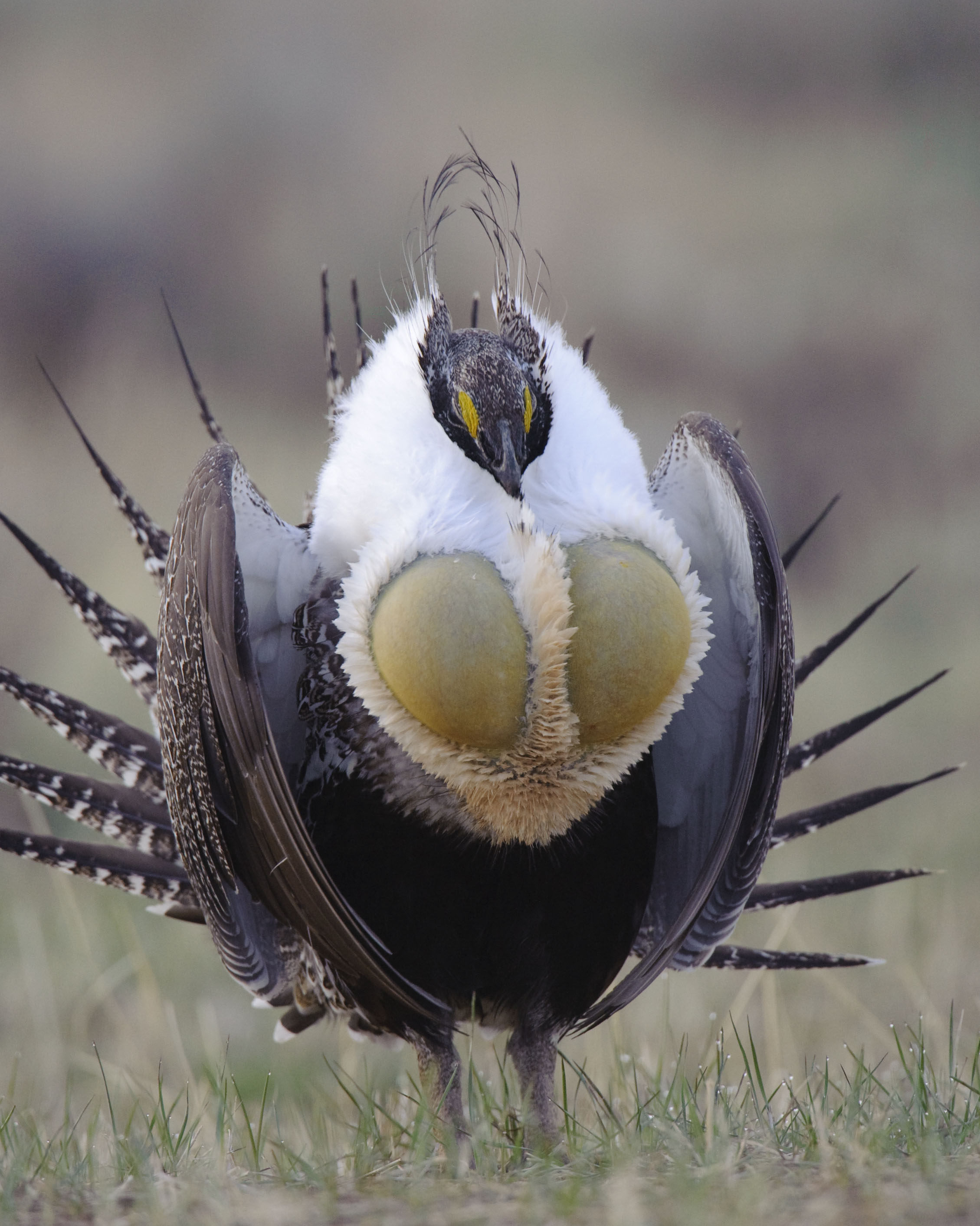 The Sagebrush Sea – Cornell Lab Film - eBird