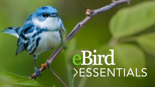 eBird 2018--Year in review - eBird