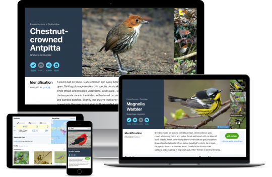 Announcing Explore Species - eBird