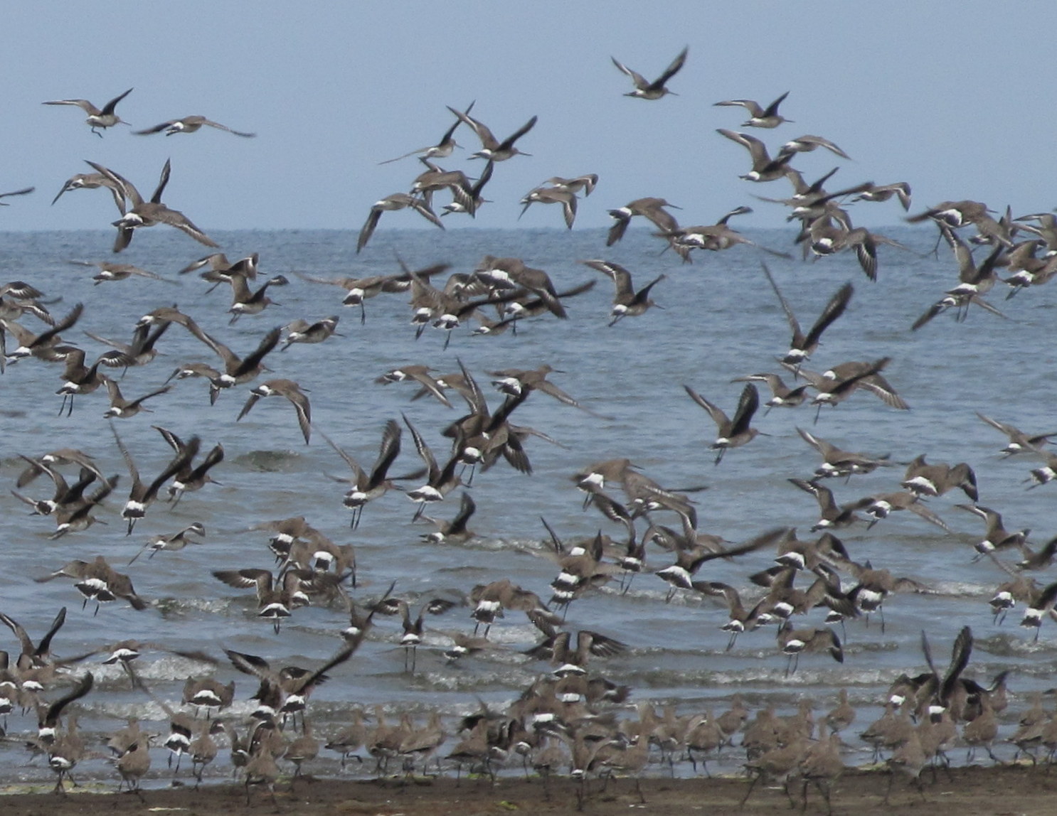 Ph.D. Research: Nathan Senner - eBird