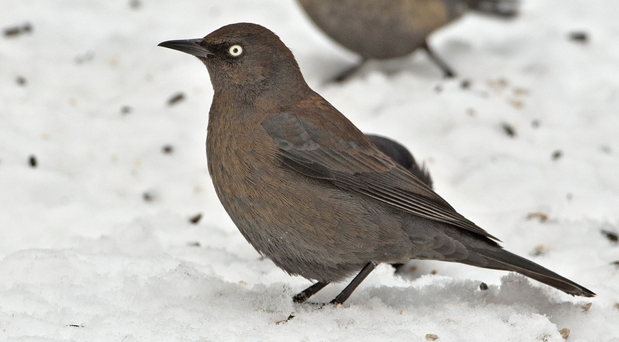 “Getting Rusty” Take Two: Rusty Blackbird Spring Migration Blitz 2015 ...