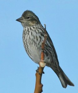 ID Tips for Tricky Finches - eBird