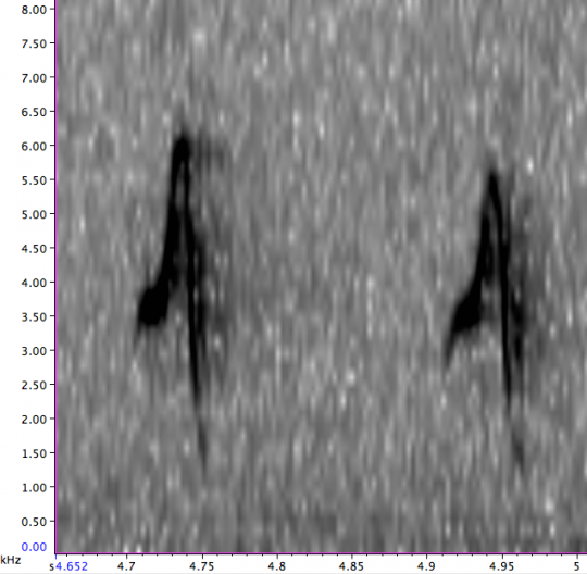 Crossbills of North America: Species and Red Crossbill Call Types - eBird