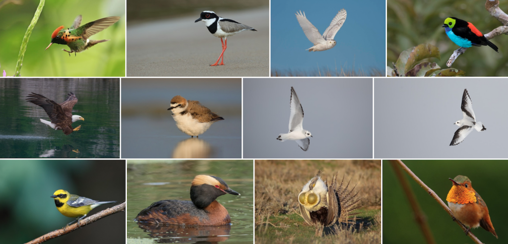 Sharing your sightings on eBird - eBird