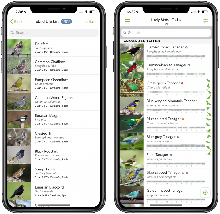 New integrated features in eBird Mobile and Merlin Bird ID - eBird