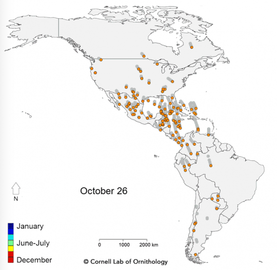 Citizen Science Reveals Annual Bird Migrations Across Continents - eBird