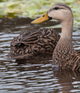 Identifying hybrid Mottled Ducks - eBird