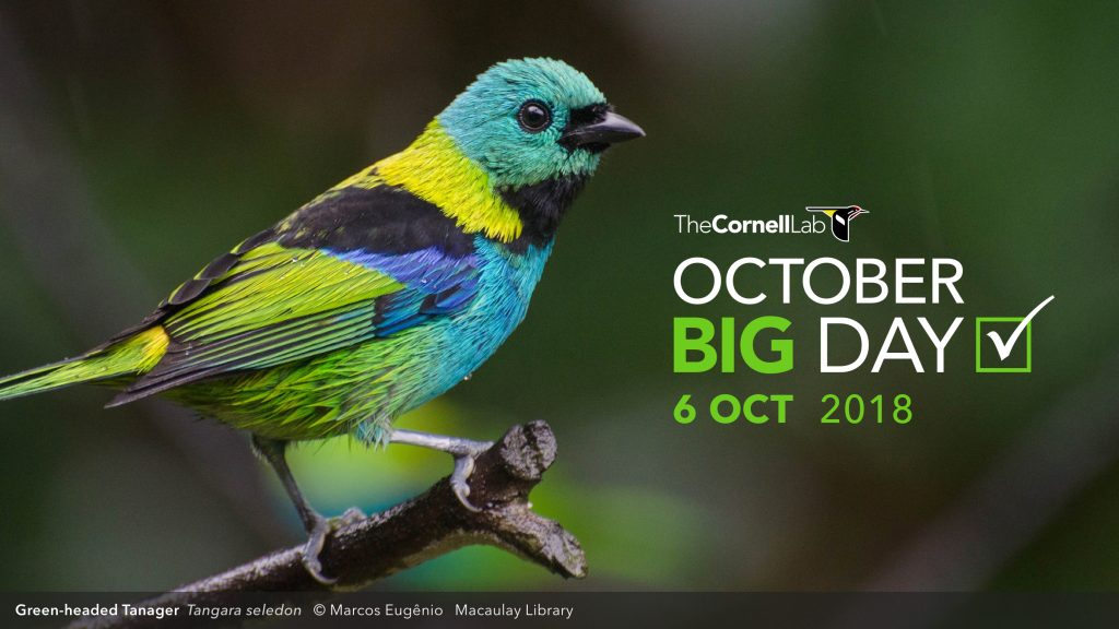 October Big Day results—more than 6,000 species in one day! - eBird