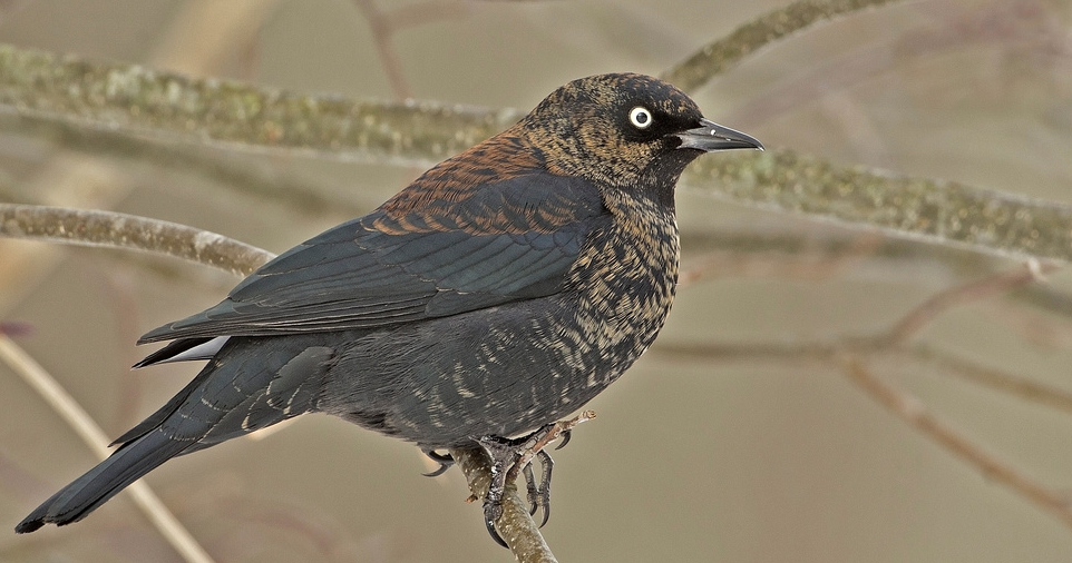 “Getting Rusty” Take Two: Rusty Blackbird Spring Migration Blitz 2015 ...