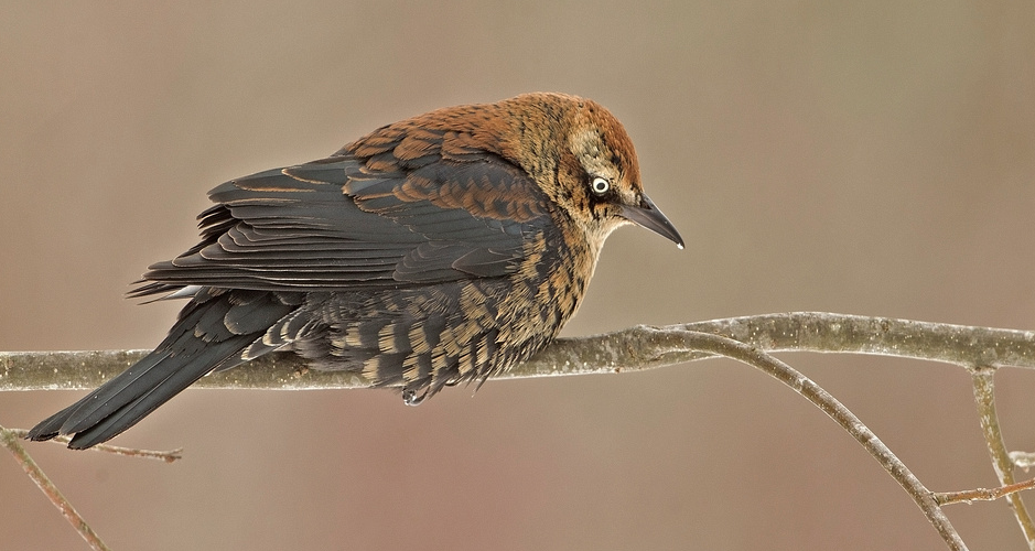 “Getting Rusty” Take Two: Rusty Blackbird Spring Migration Blitz 2015 ...