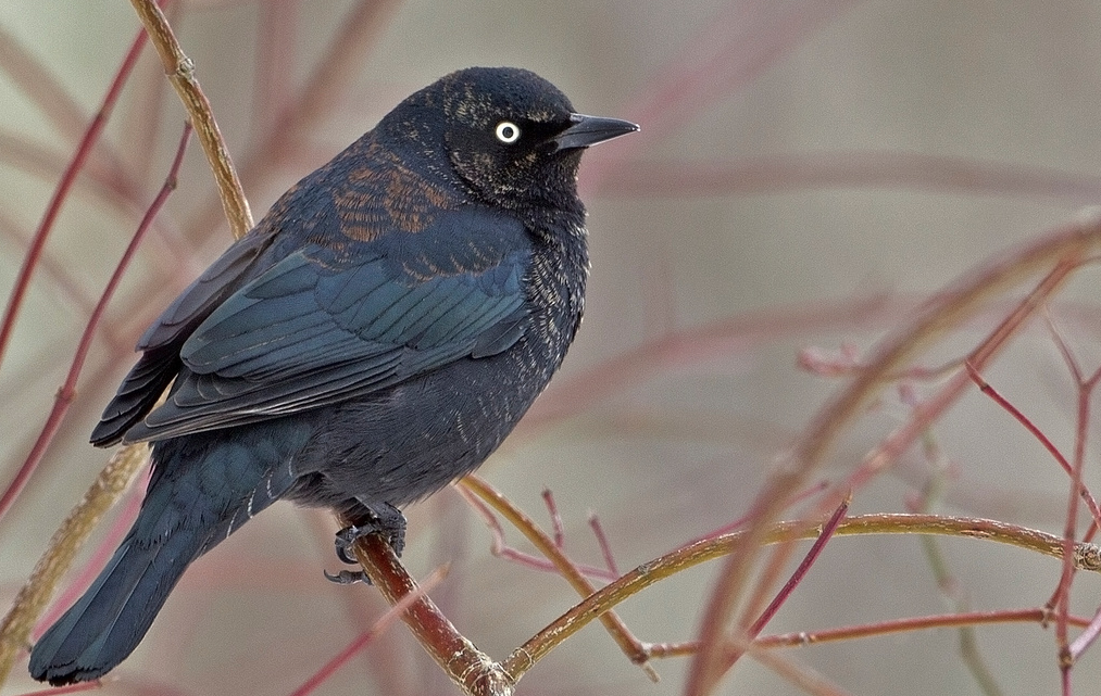 “Getting Rusty” Take Two: Rusty Blackbird Spring Migration Blitz 2015 ...