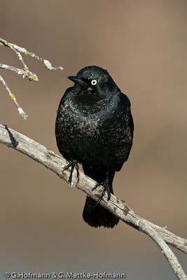 Unlocking the Rusty Blackbird Mystery - eBird