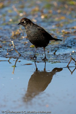 Unlocking the Rusty Blackbird Mystery - eBird