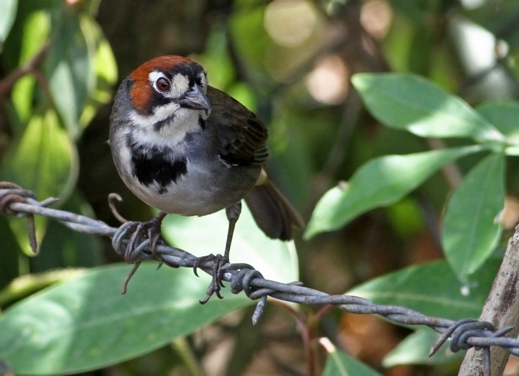 Merlin bird pack Costa Rica is out! - eBird Central America